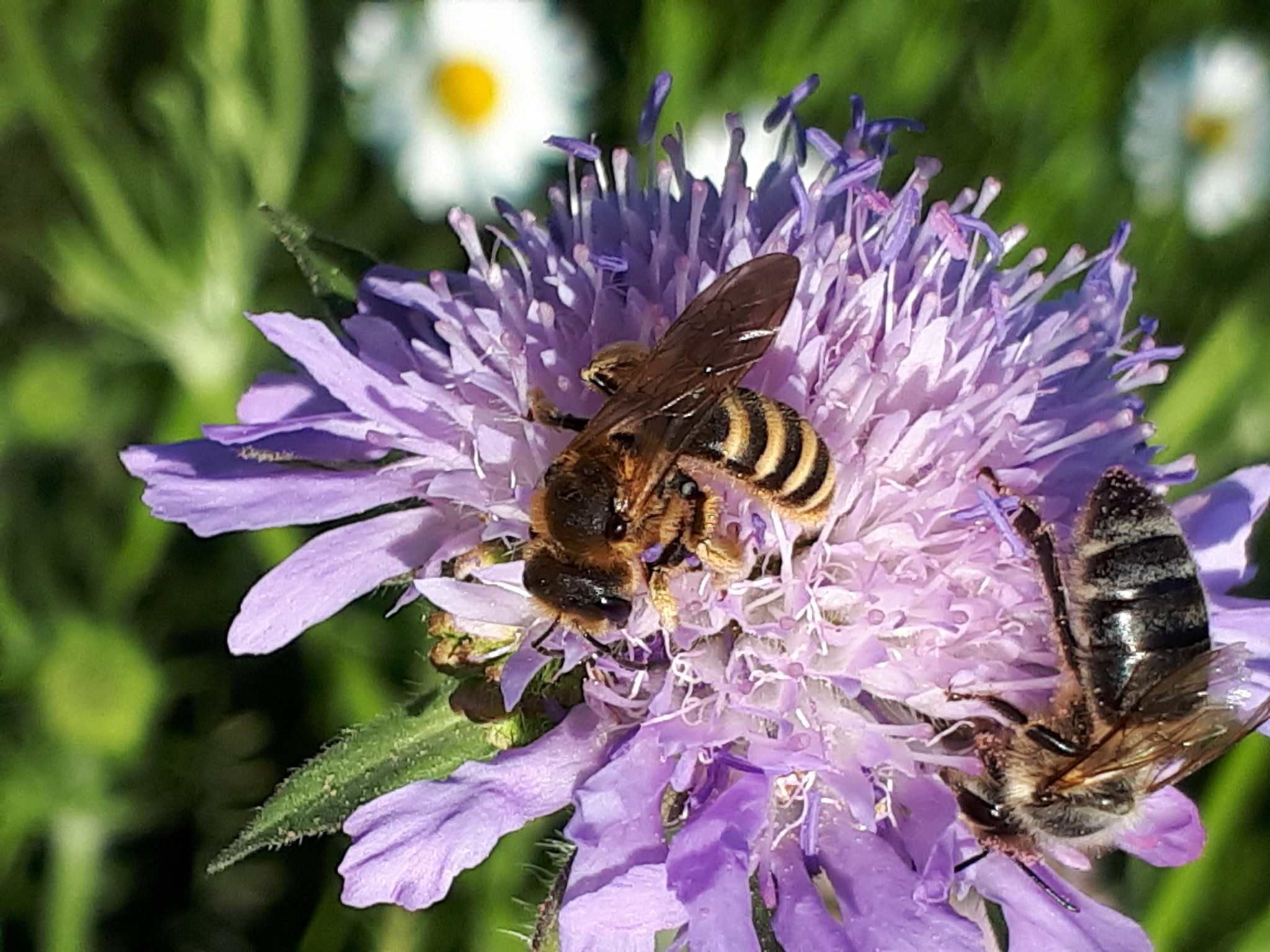 Apis mellifera carnica Pollmann, 1879
