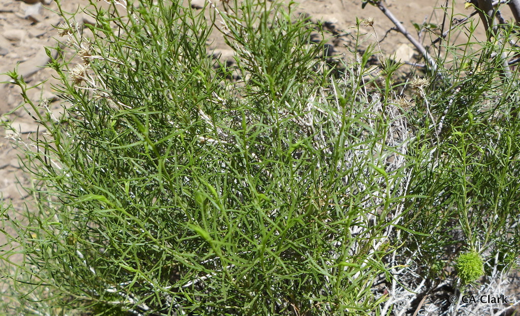 Yellow Rabbitbrush from San Bernardino National Forest, California, USA ...