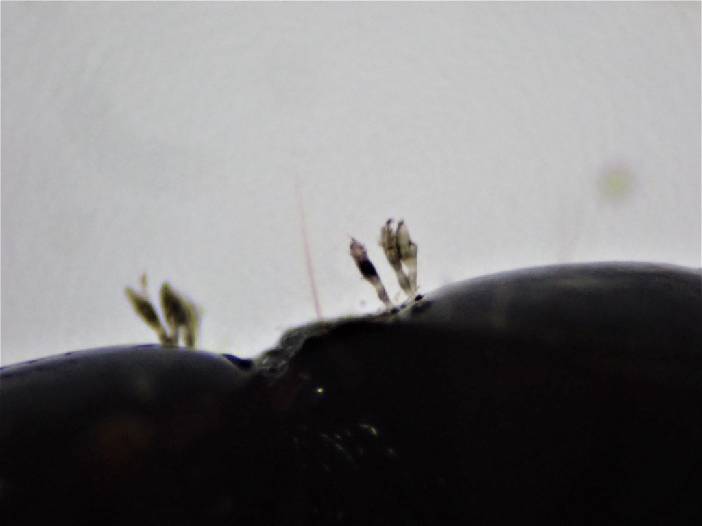 Laboulbeniomycetes from Springston, New Zealand on May 12, 2022 at 09: ...