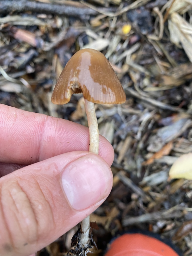 conical brittlestem from Vulcan Place, Middleton, Canterbury, NZ on May ...