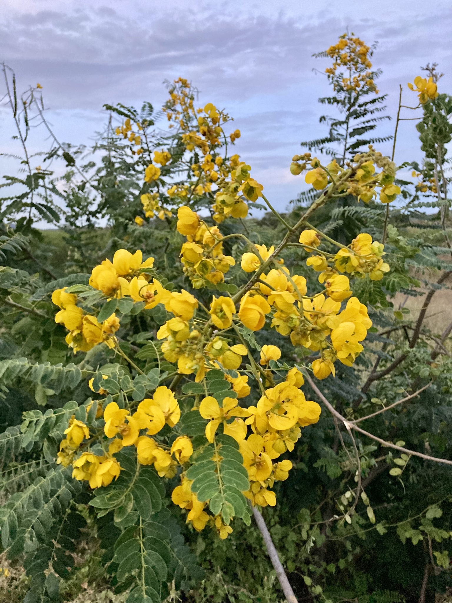 Senna spectabilis (DC.) H.S.Irwin & Barneby
