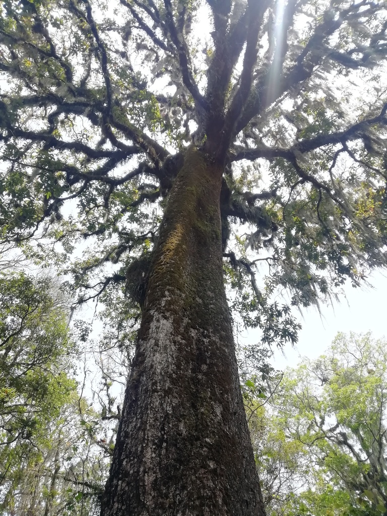 Mexican Royal Oak (Quercus germana) - Botanical Realm