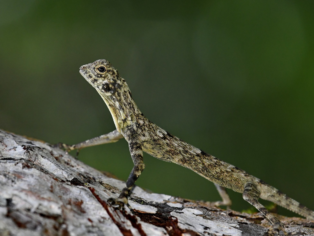 White Spotted Flying Lizard from Las Navas, Northern Samar, Philippines ...