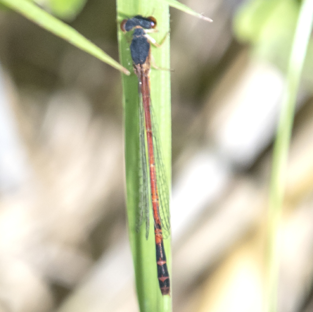 Eastern Red Damsel in May 2022 by Marcia Morris · iNaturalist