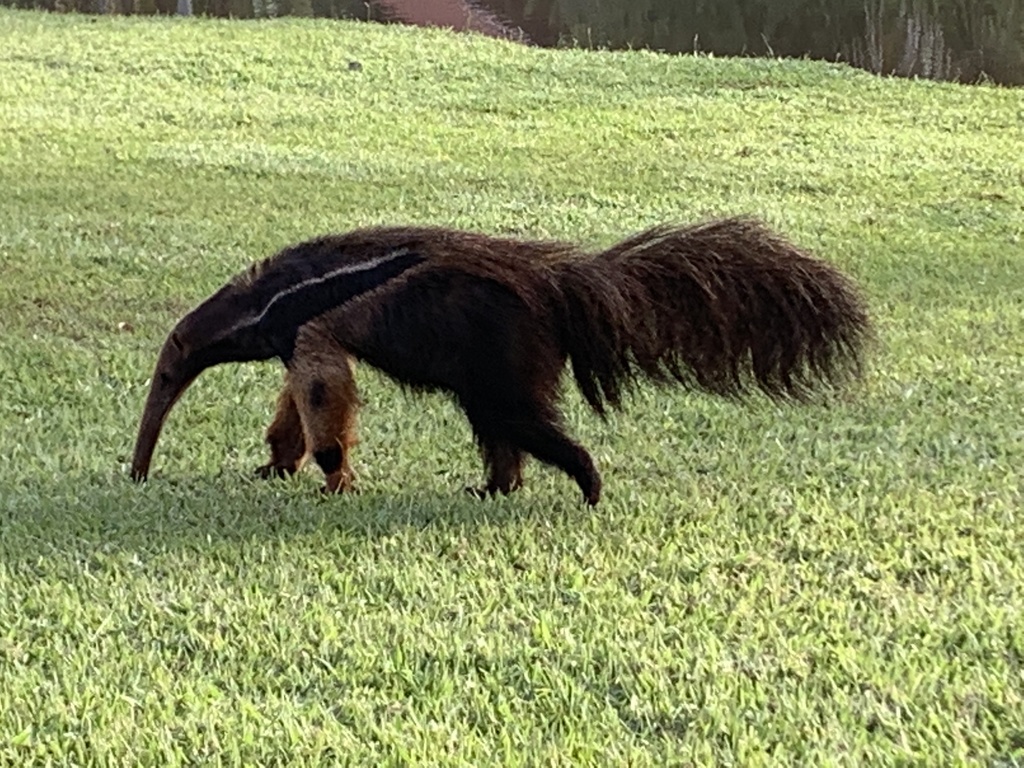 Giant Anteater in May 2022 by jeffdean · iNaturalist