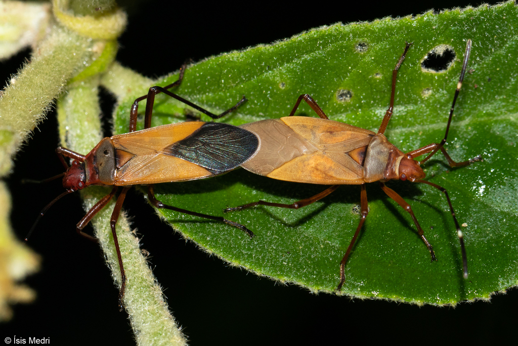 Cotton Stainer Bugs from Fundo do Vale, Ibiporã - PR, Brasil on January ...