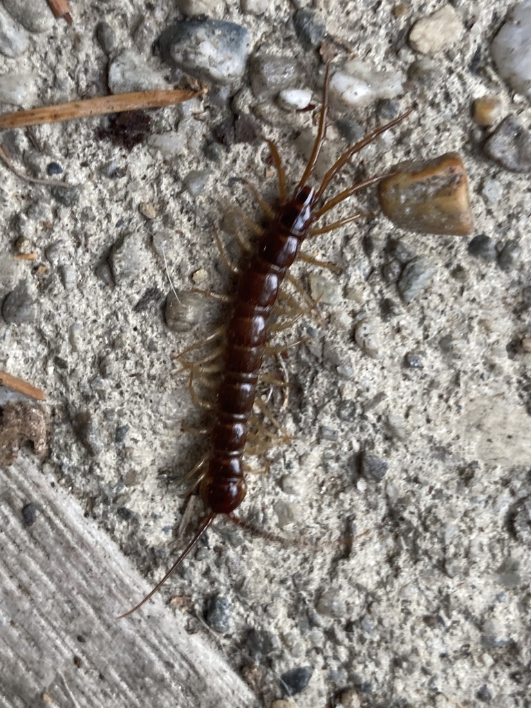 Peregrine Stone Centipede from Waldron Road, Alexandra, Otago, NZ on ...