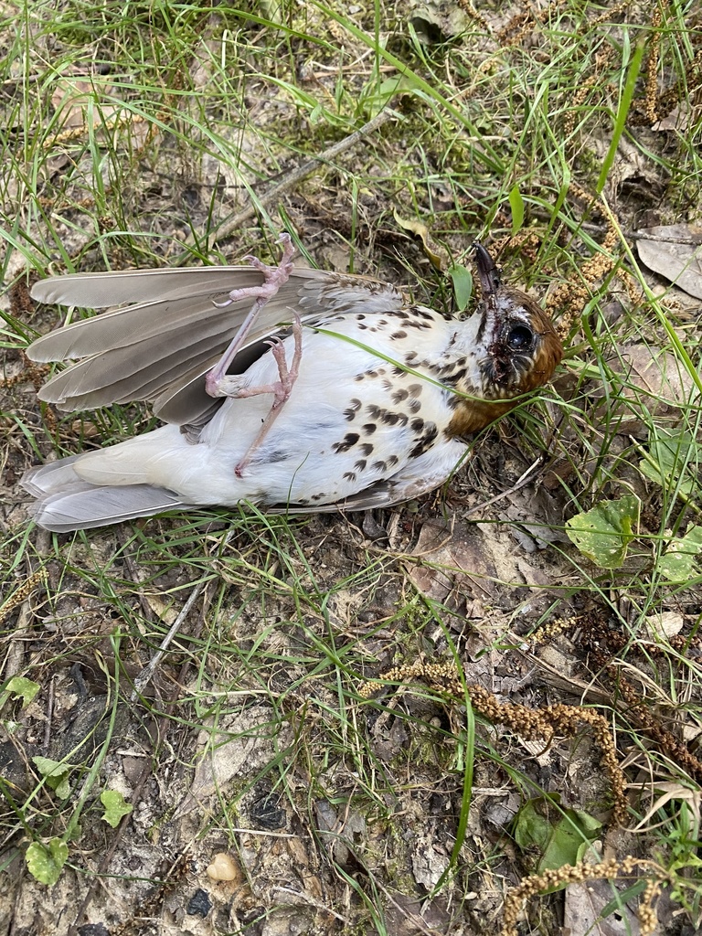Wood Thrush from Audubon Dr, Laurel, MS, US on May 19, 2022 at 06:56 PM ...