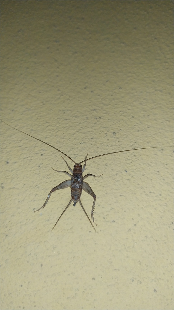 Tropical House Cricket from Ciudad de Santa Fe, Provincia de Santa Fe ...