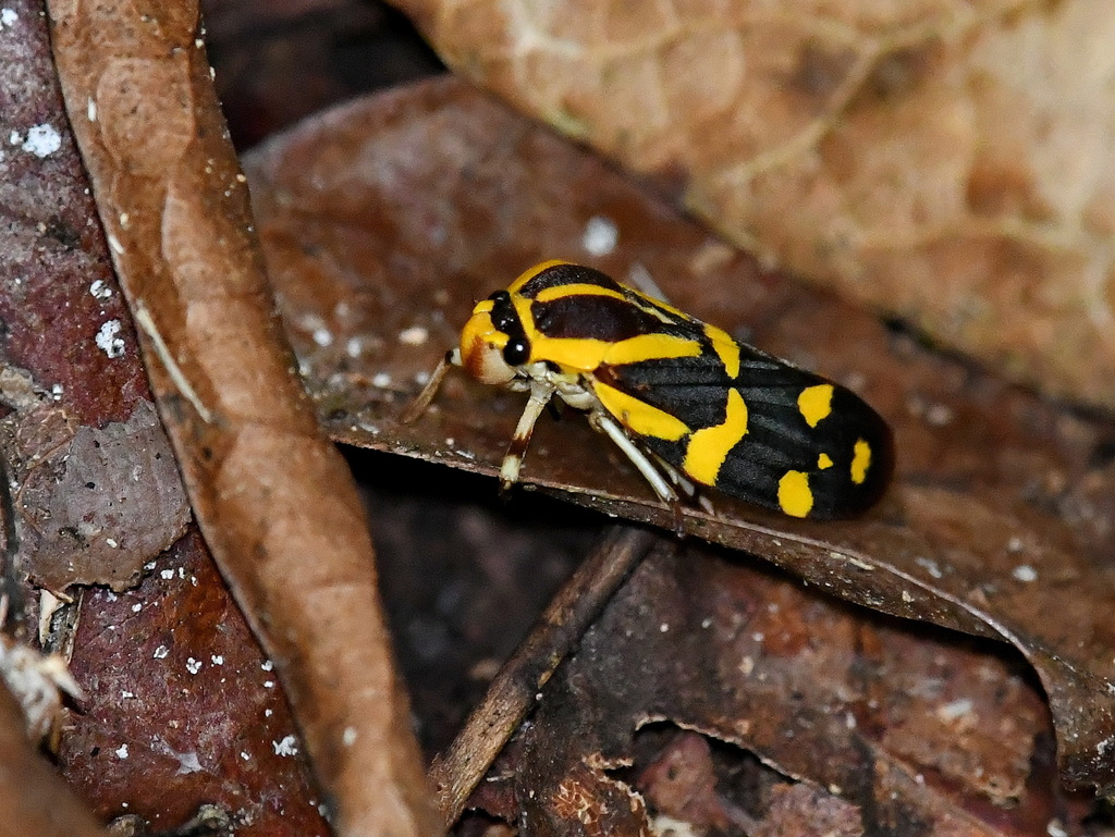Phymatostetha perspicillaris from Naga, Camarines Sur, Philippines on ...