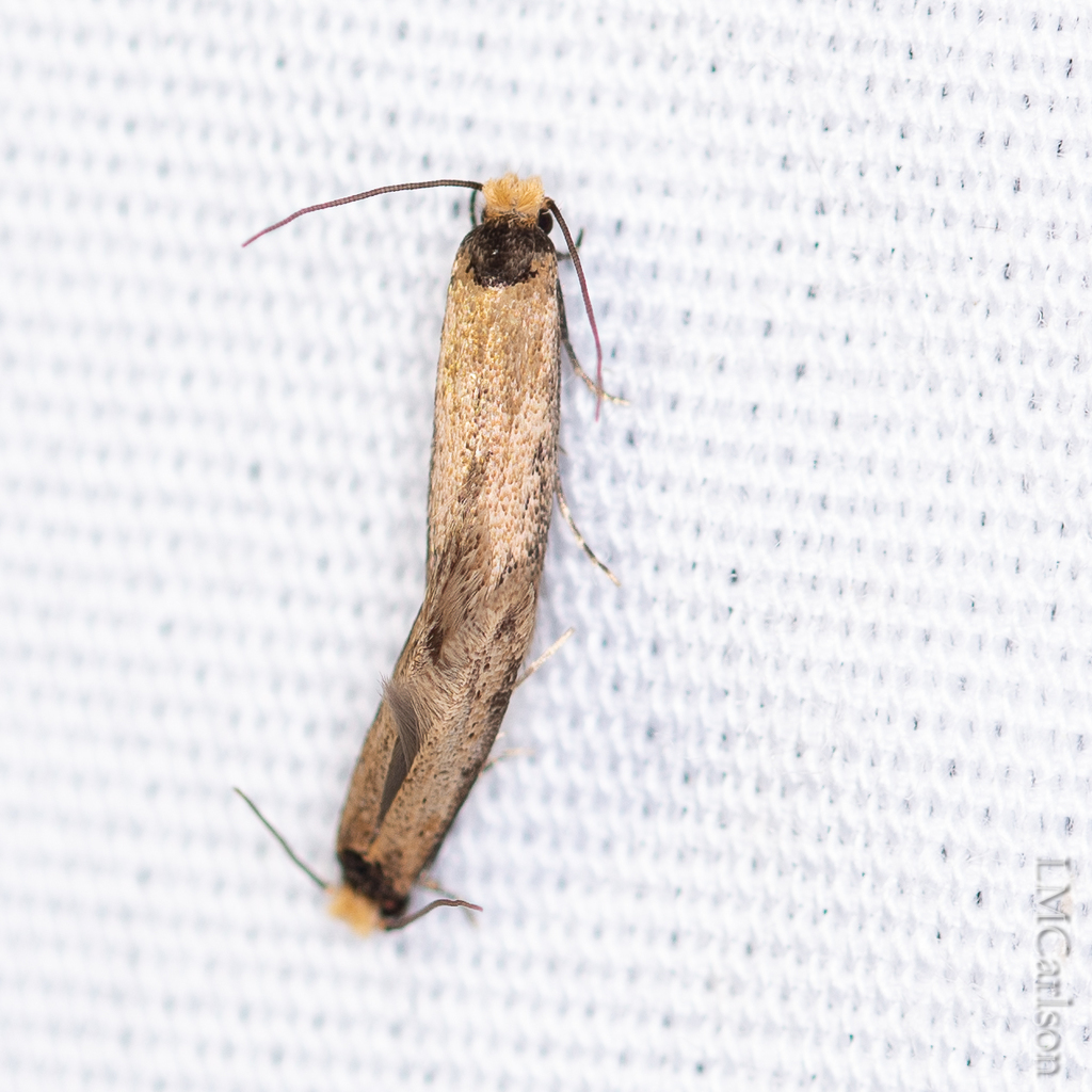 Dark-collared Tinea Moth from 1507 U.S. Hwy 70A, Hillsborough, NC 27278 ...