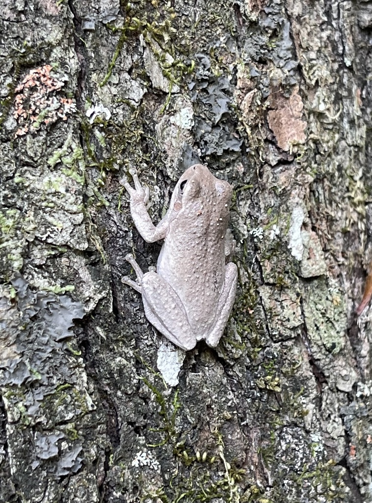 Pine Woods Tree Frog in October 2021 by southern_dendro · iNaturalist
