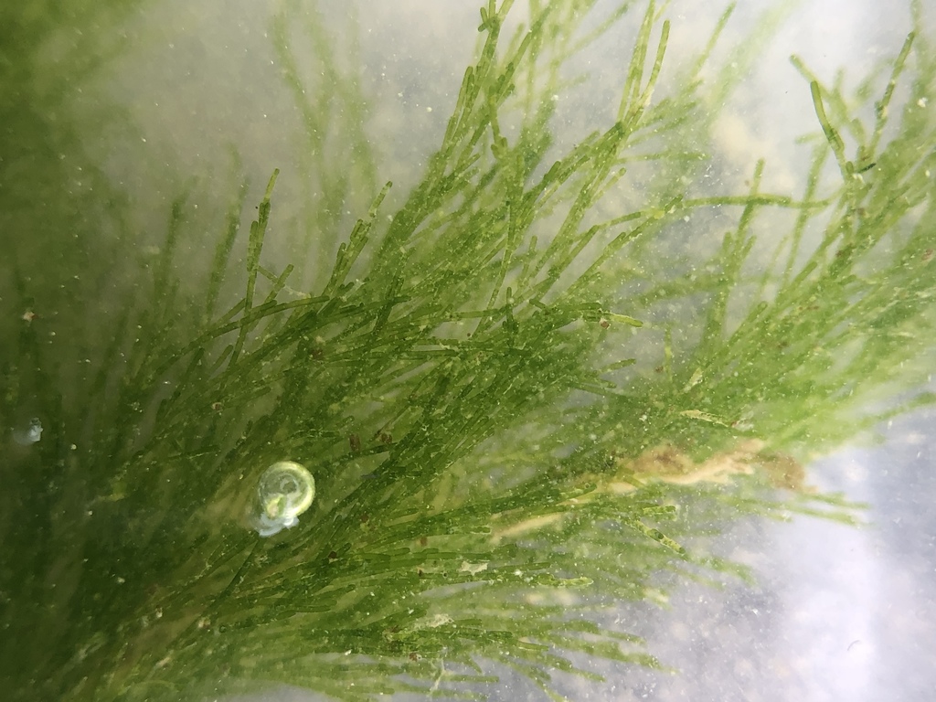 green rope (Acrosiphonia coalita) - Botanical Realm