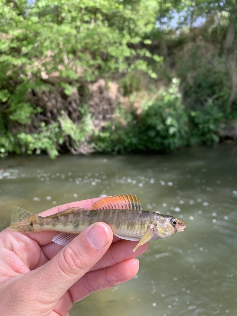 Texas Logperch from Medio Creek, Von Ormy, TX, US on April 07, 2022 at ...