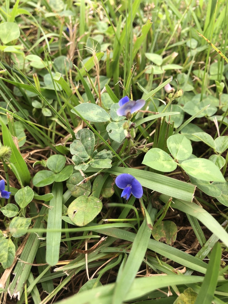 creeping vigna from Roundhouse Pl, Ocean Shores, NSW, AU on May 10 ...