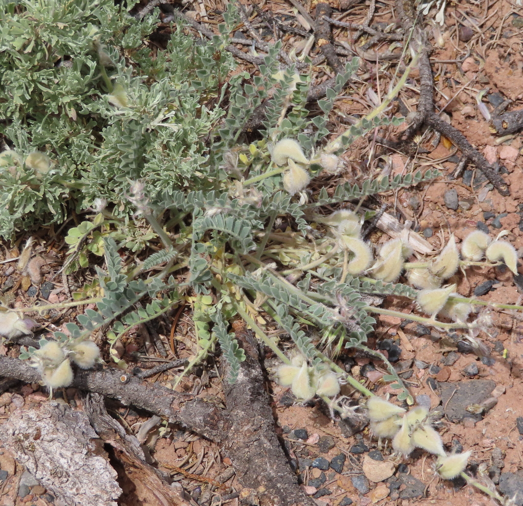 Thompson's Woolly Locoweed from Apache County, AZ, USA on May 19, 2022 ...