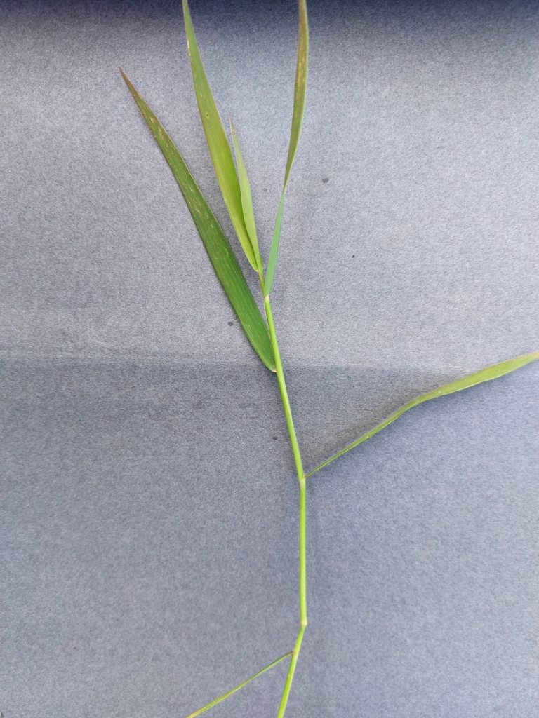 Swamp Millet from Ruatangata West, New Zealand on May 20, 2022 at 01:48 ...