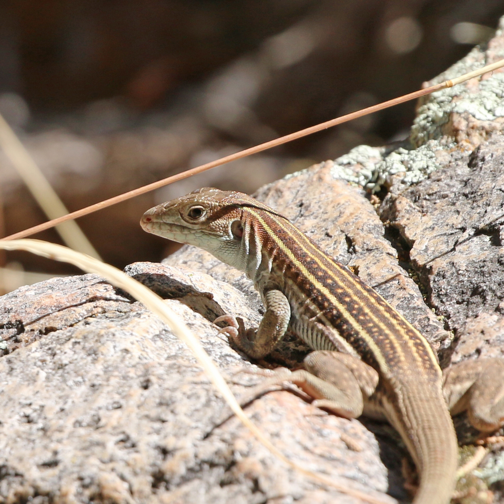 Whiptail Lizards from Pima County, AZ, USA on May 18, 2022 at 10:23 AM ...