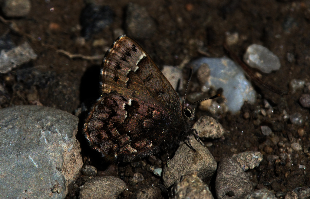 Bog Elfin from Sunbury, New Brunswick, Canada on May 19, 2022 at 12:12 ...