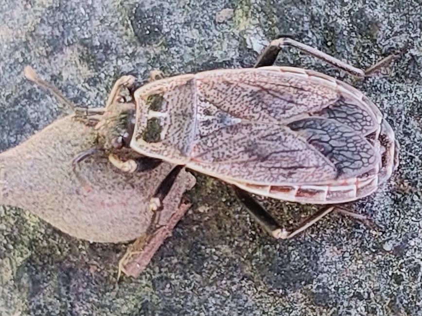 Pyrrhocoris sibiricus from 日本、〒386-0018 長野県上田市常田 on May 11, 2022 at 03: ...