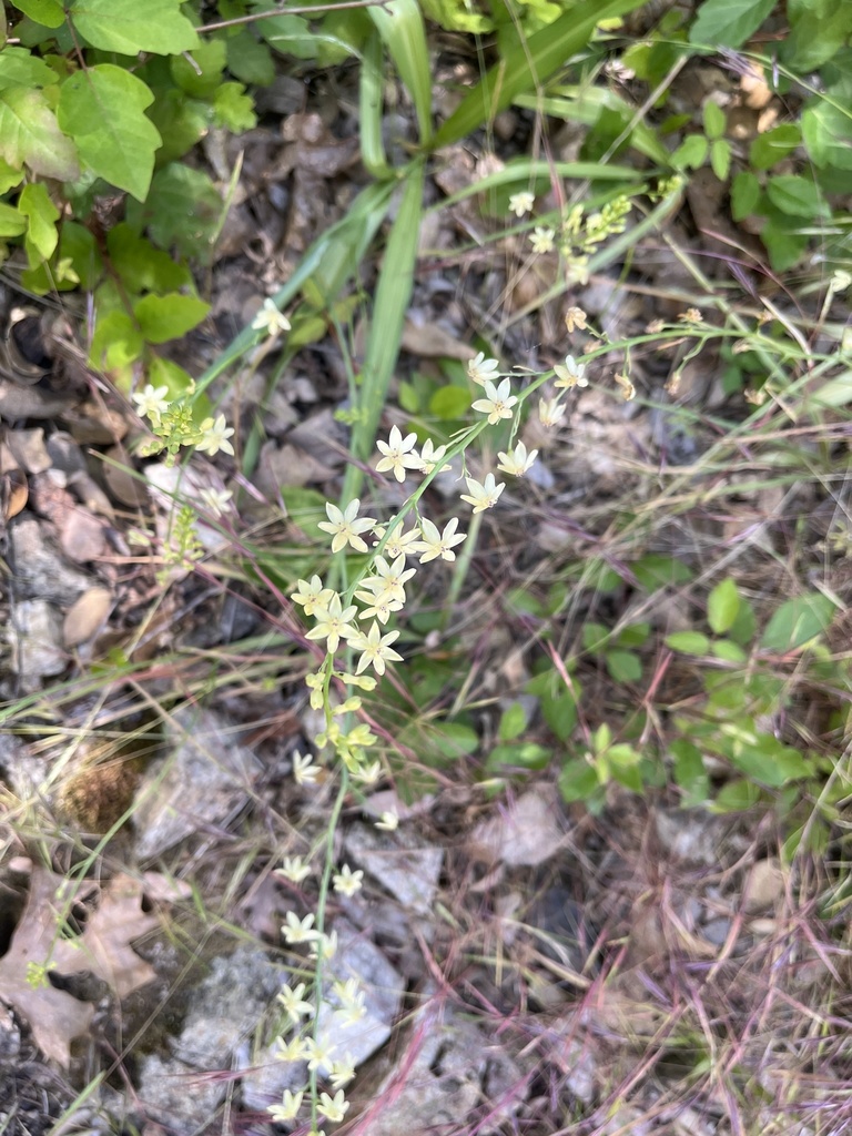 Hartweg's doll's-lily from Whiskeytown National Recreation Area ...