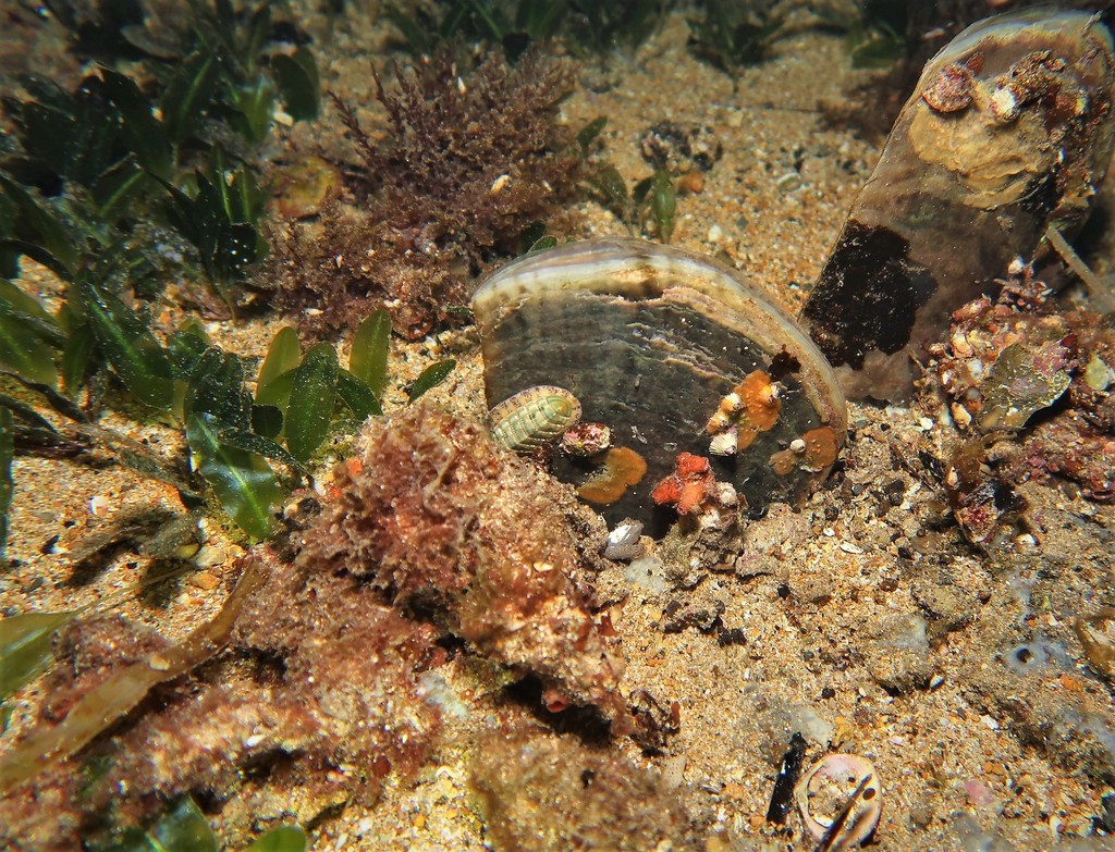 common razor clam from 5-7 Edith St, Edithburgh SA 5583, Australia on ...
