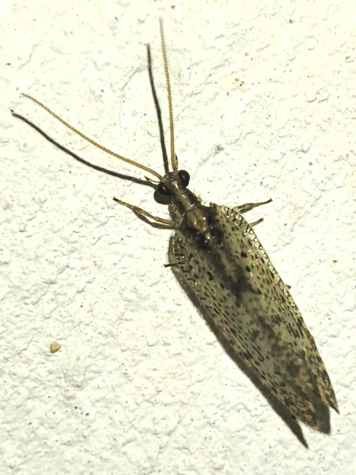 Hemerobius humulinus Linnaeus, 1758