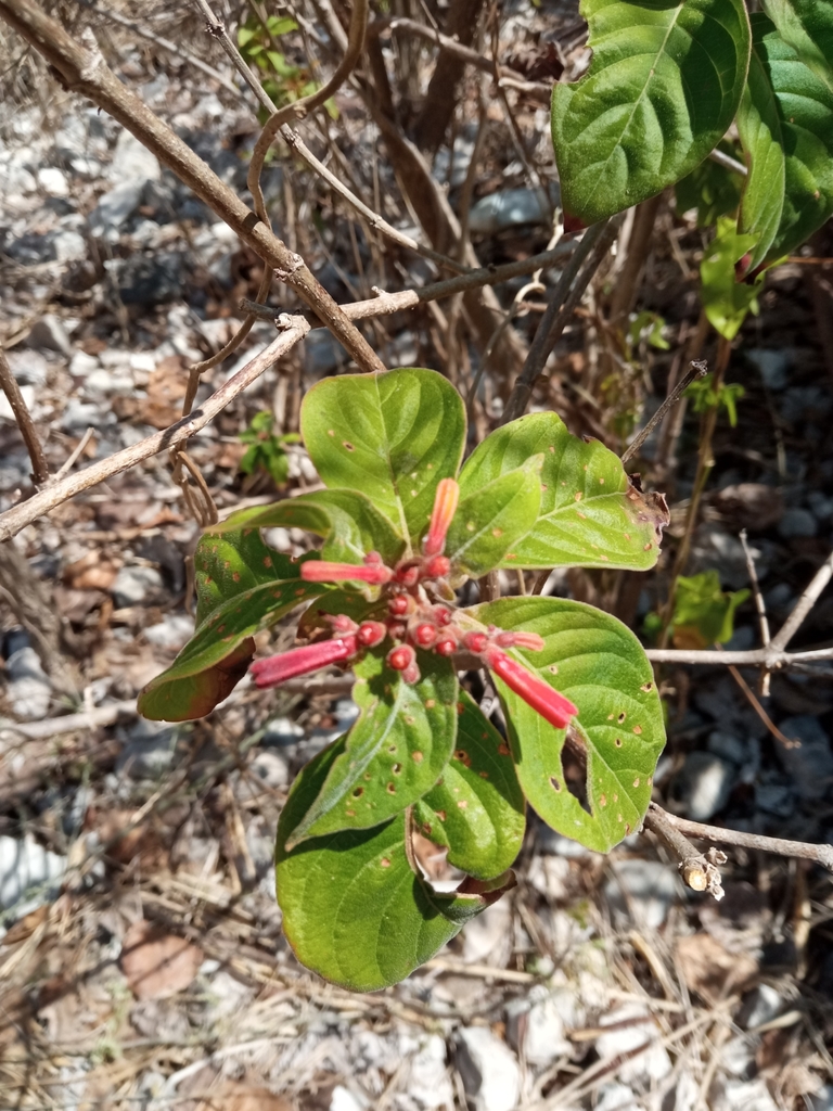 Firebush from 77765 Q.R., México on May 13, 2022 at 10:48 AM by Juan ...