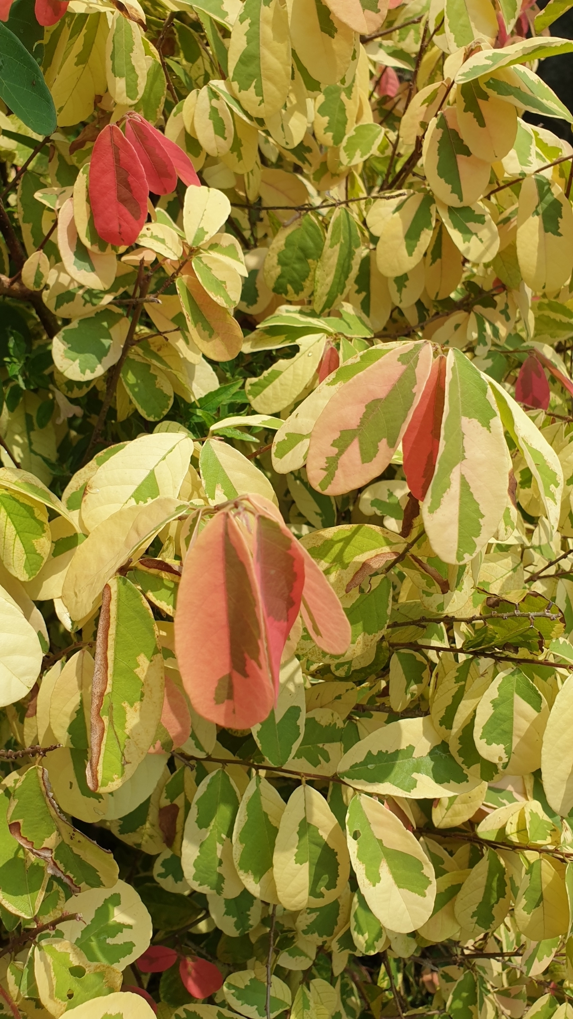 Breynia disticha J.R.Forst. & G.Forst.