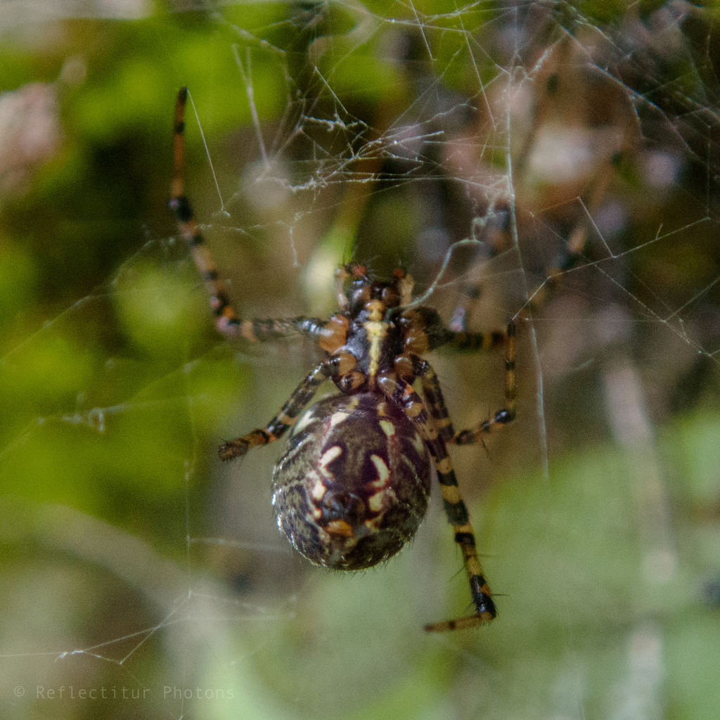 Asian Hermit Spider from Булеленг, Бали, Индонезия on May 7, 2022 at 05 ...