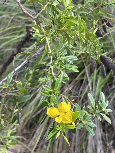 Labichea nitida · iNaturalist