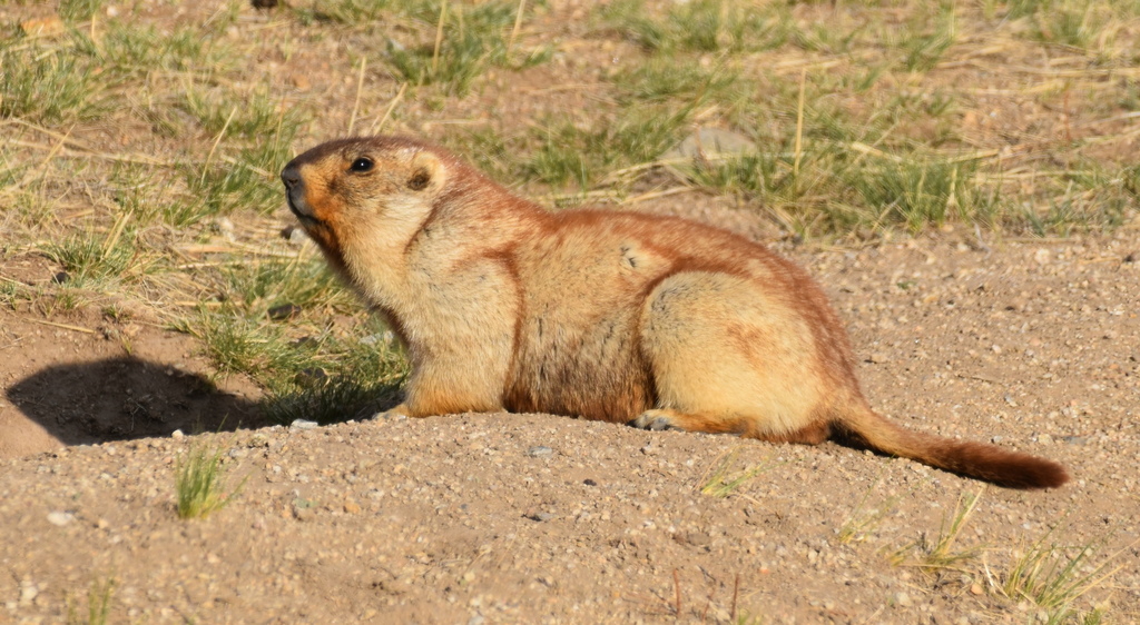 Tarbagan Marmot (Marmota sibirica) - Know Your Mammals