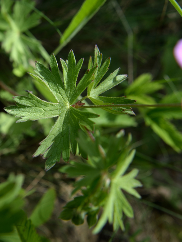 (Geranium asphodeloides) - Botanical Realm