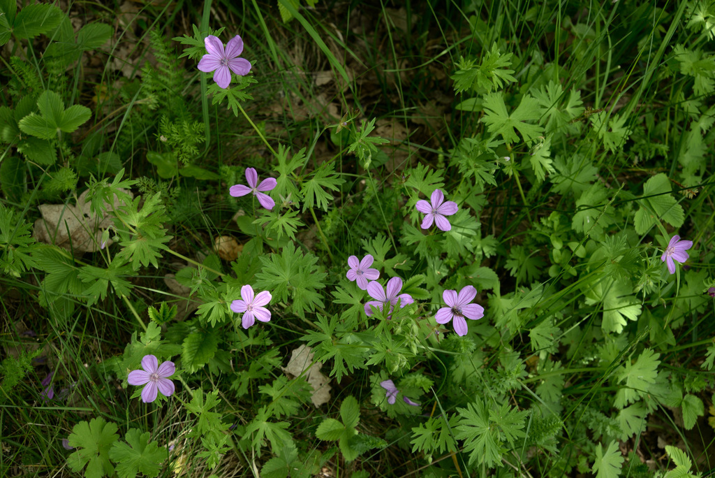 (Geranium asphodeloides) - Botanical Realm