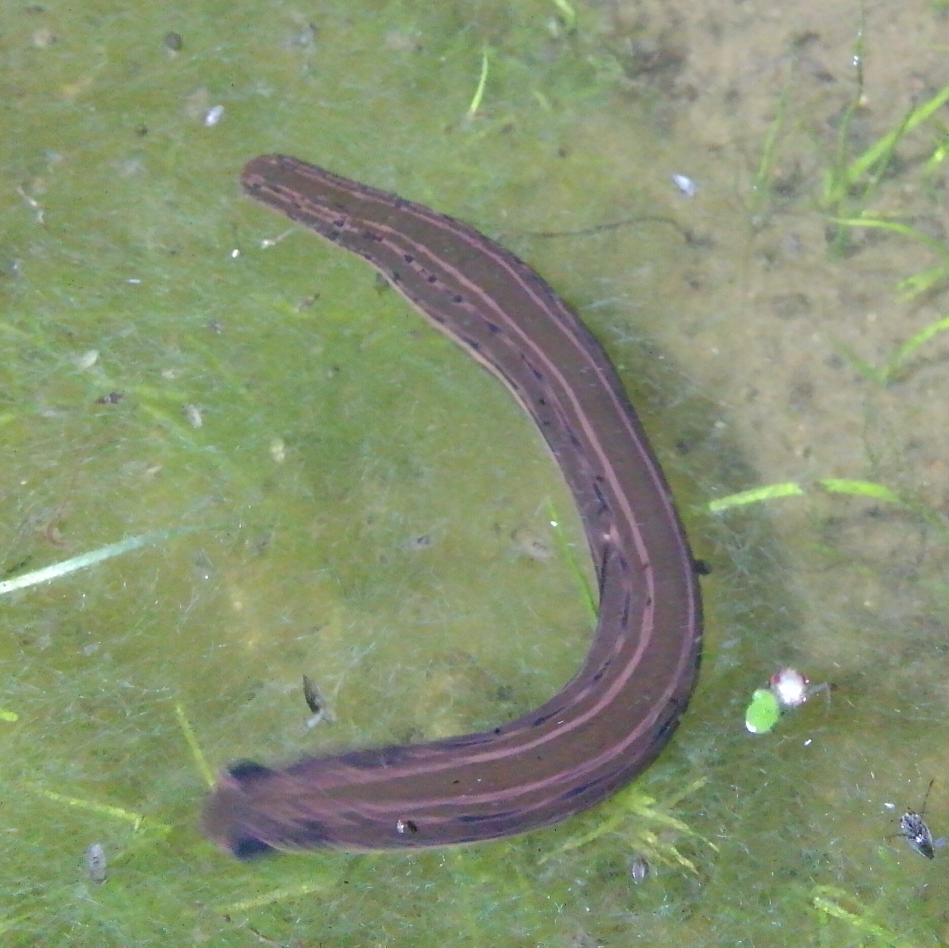Hirudo medicinalis Linnaeus, 1758