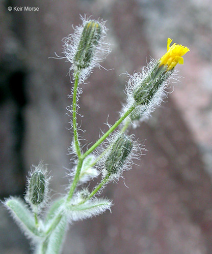 prickly hawkweed (Yosemite Native Plant List 1) · iNaturalist