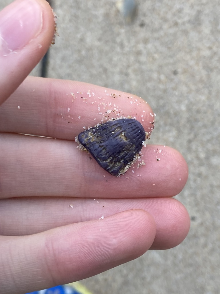 Austrobalanus imperator from Port Macquarie-Hastings - Pt B, New South ...