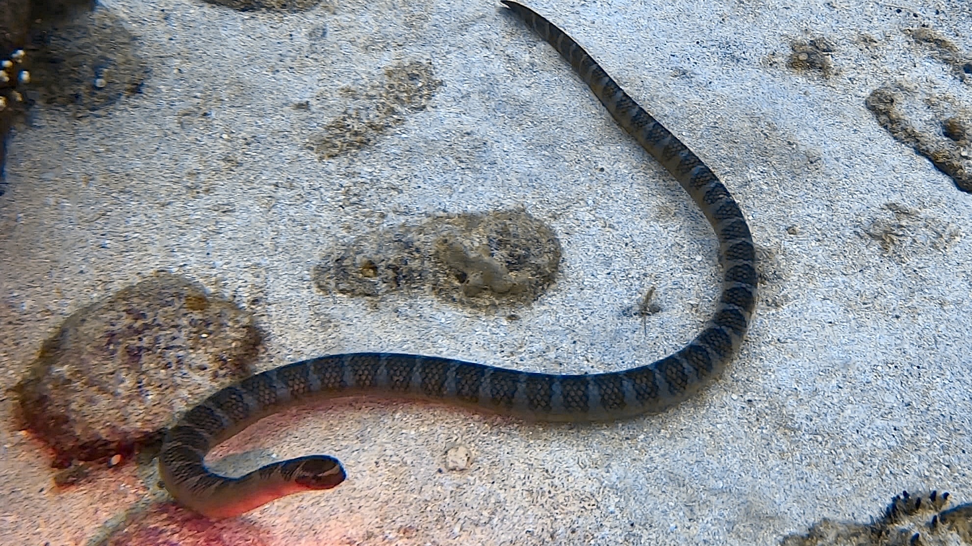 Laticauda semifasciata (Reinwardt, 1837)