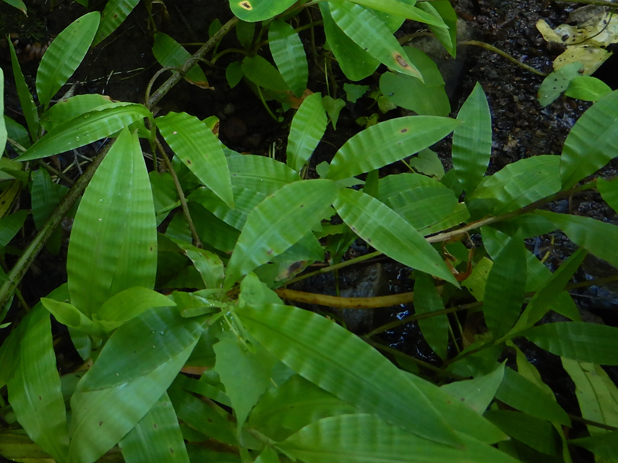 Centotheca lappacea (L.) Desv.