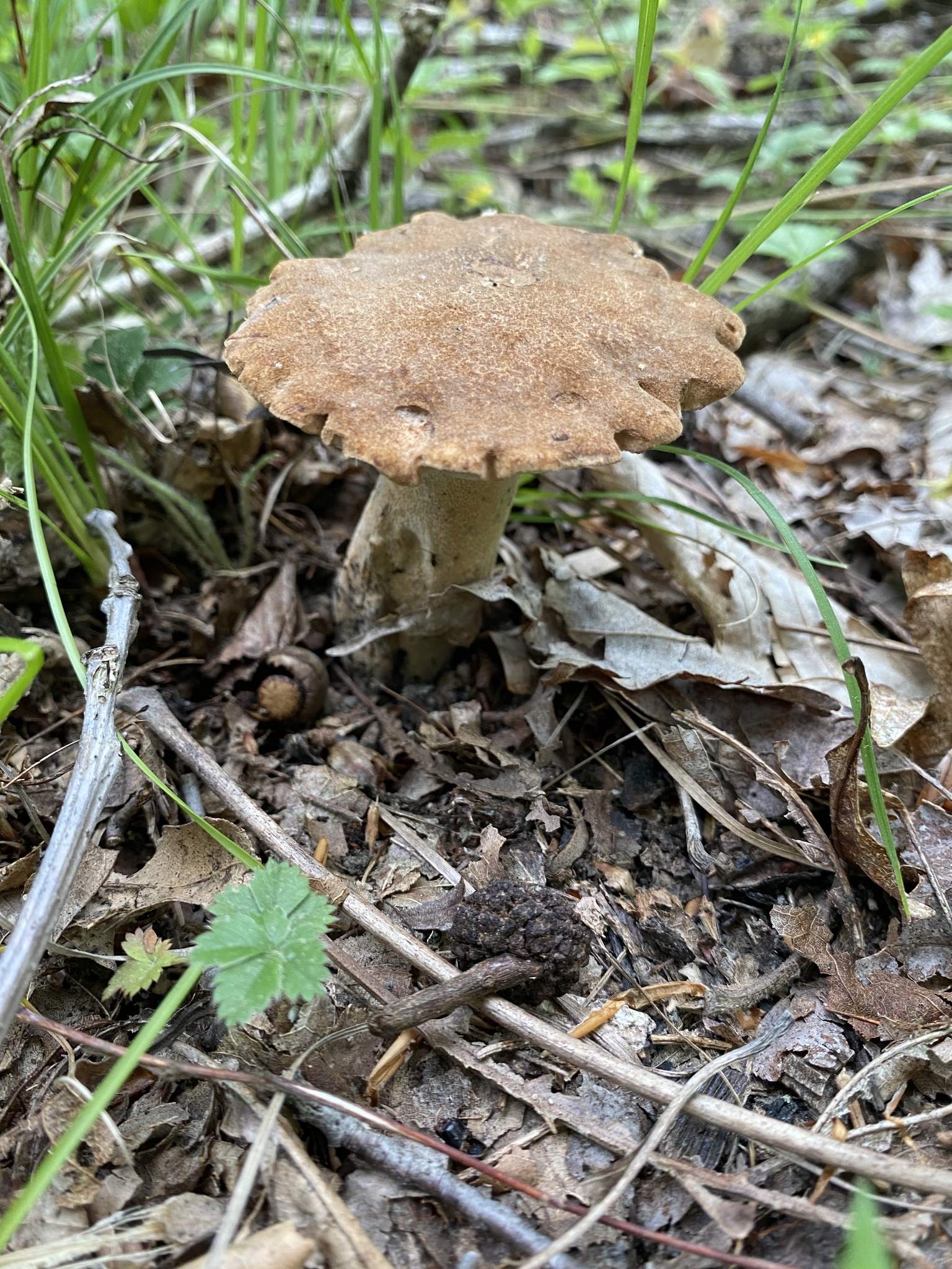 Polyporus radicatus Schwein.