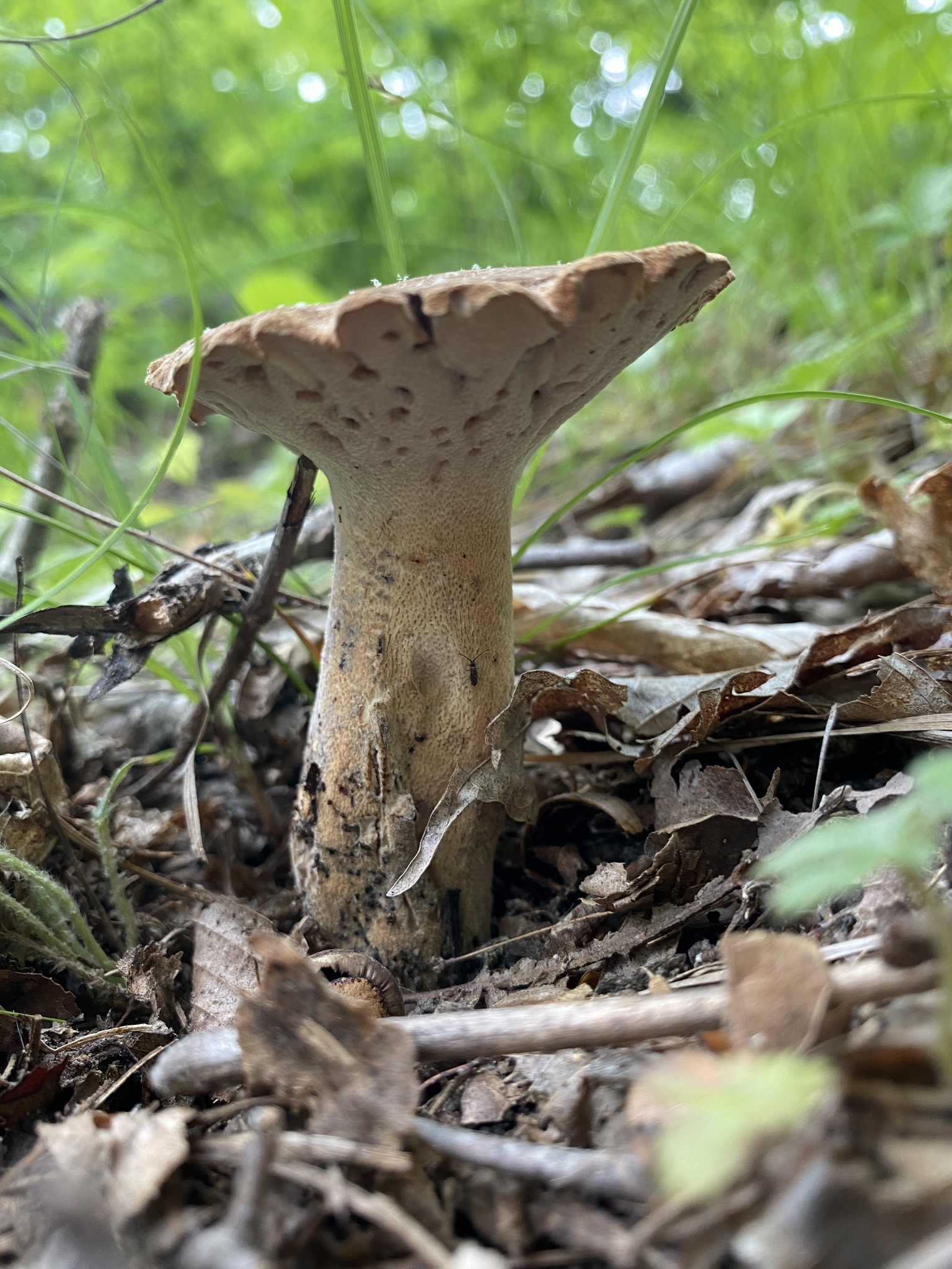 Polyporus radicatus Schwein.