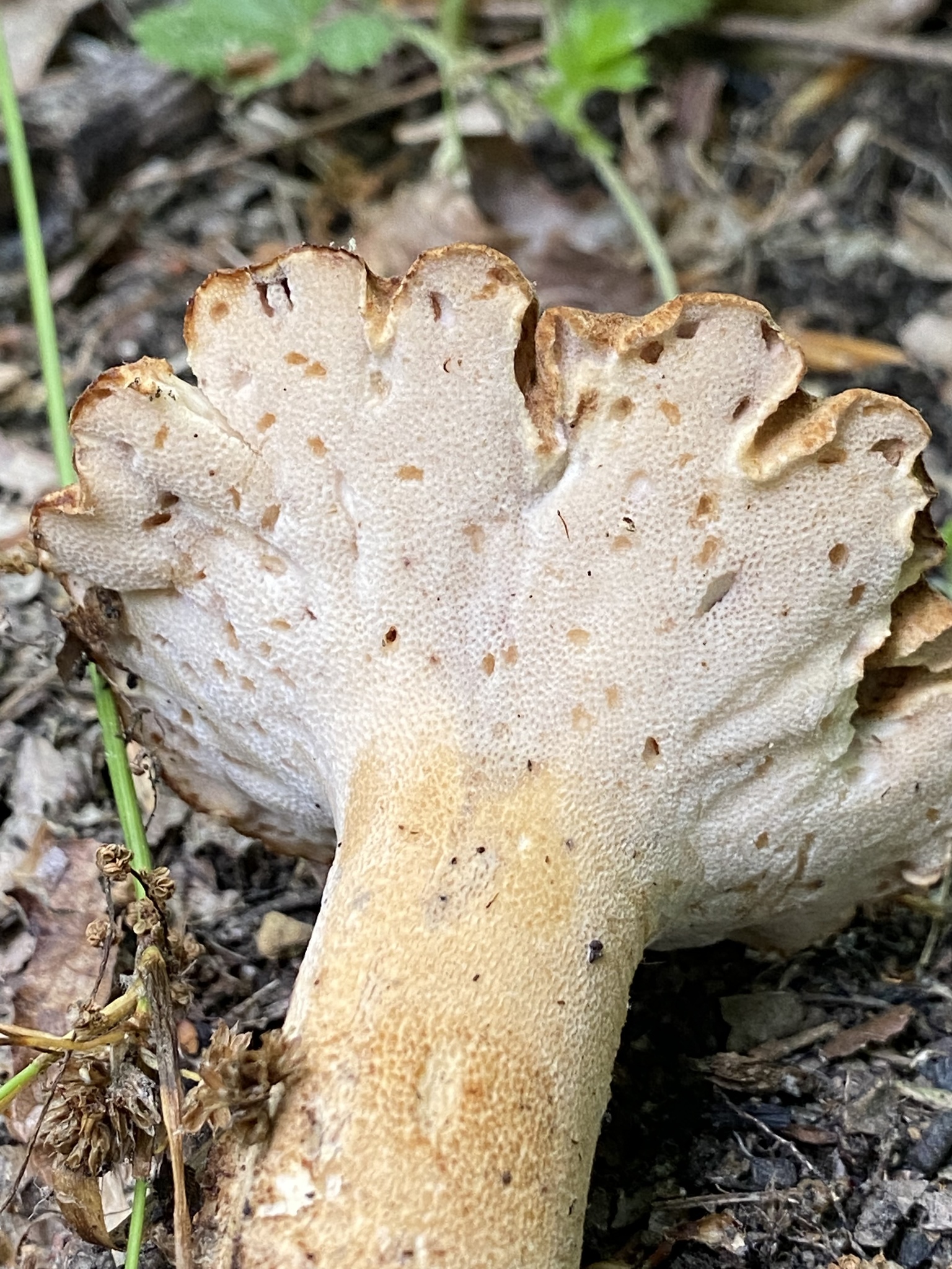 Polyporus radicatus Schwein.