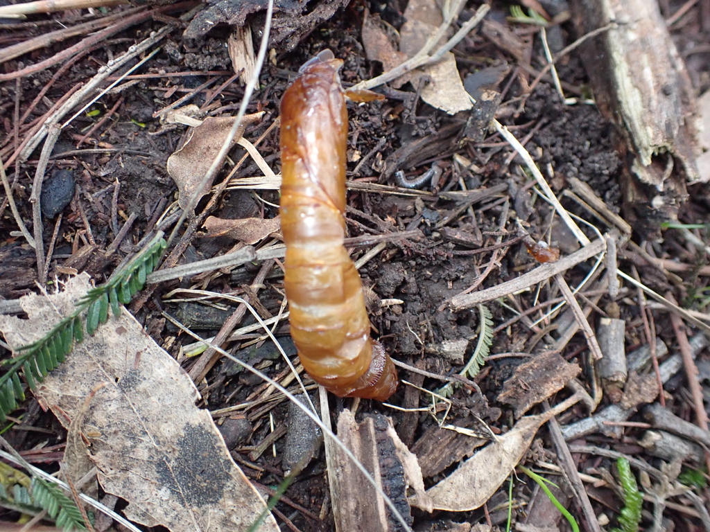 Bardi Moth from Melbourne VIC, Australia on May 20, 2022 at 02:05 PM by ...
