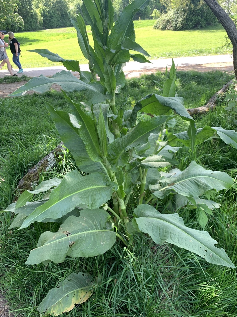 Greek Dock from Hampstead Heath, London, England, GB on May 6, 2022 at ...