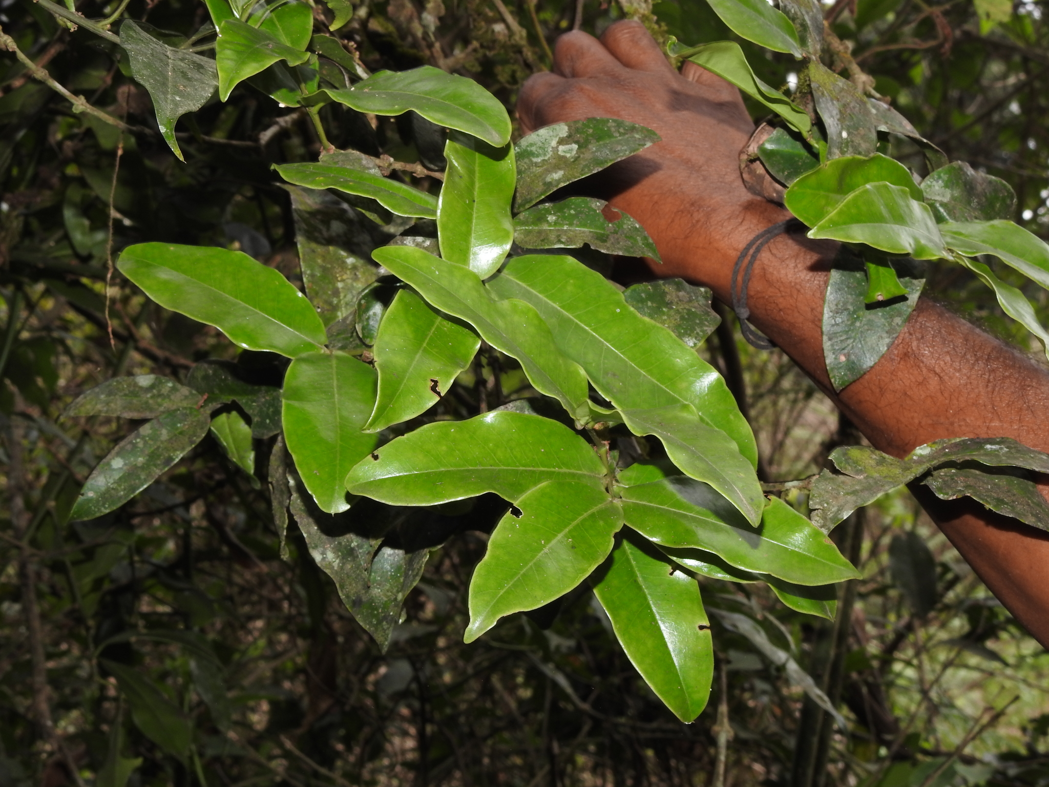 Memecylon randeriana S.M.Almeida & M.R.Almeida