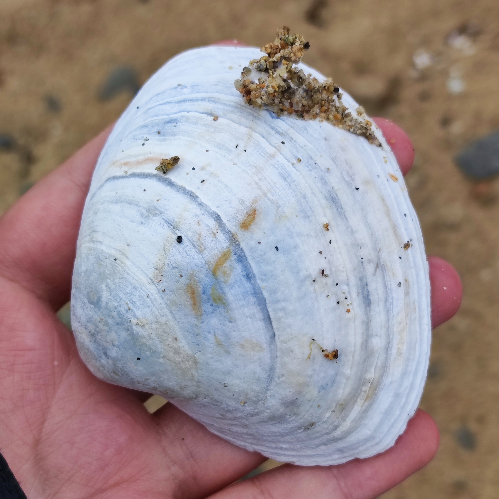 Spisula sachalinensis (Schrenck, 1862)