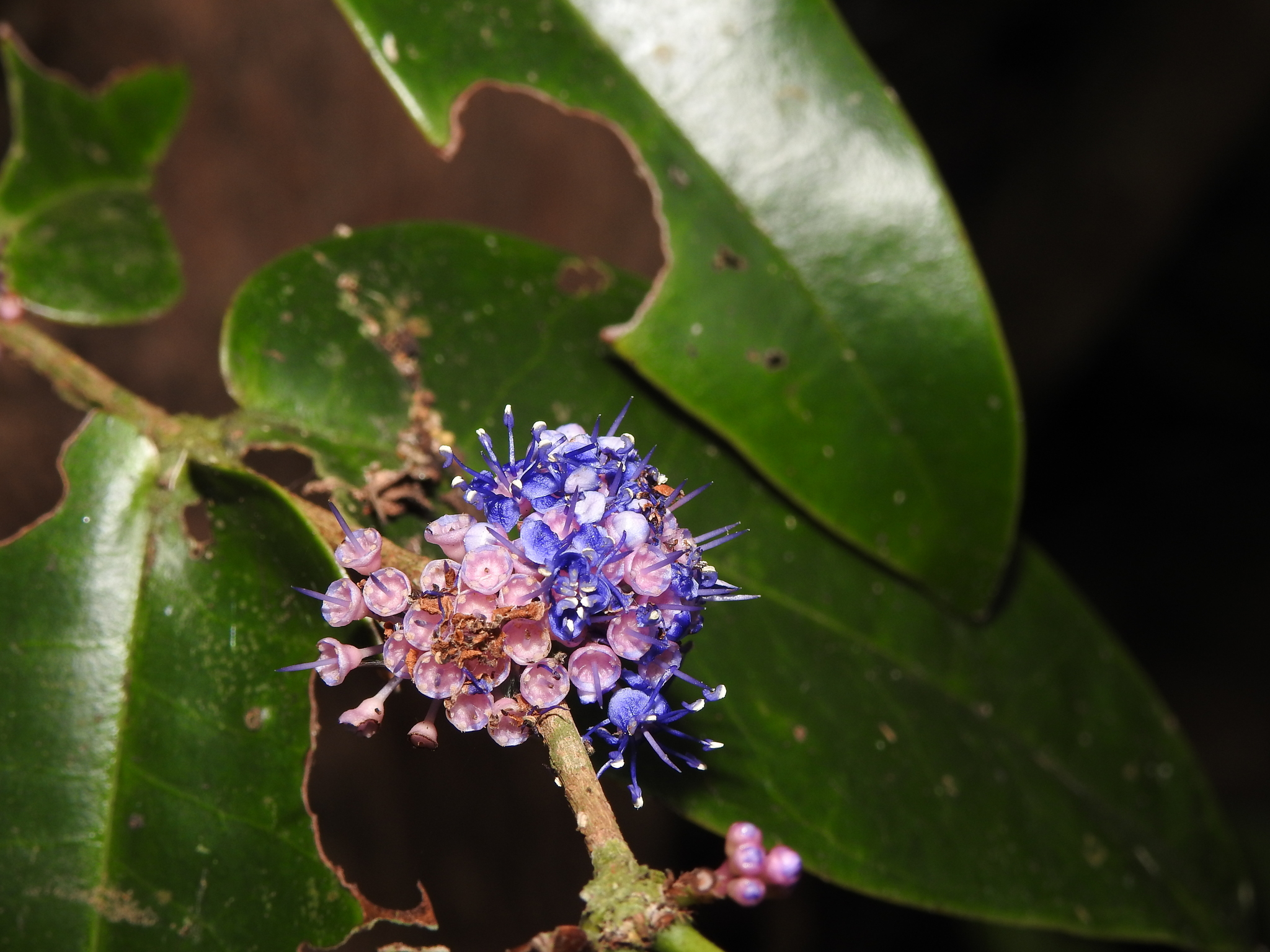 Memecylon randeriana S.M.Almeida & M.R.Almeida