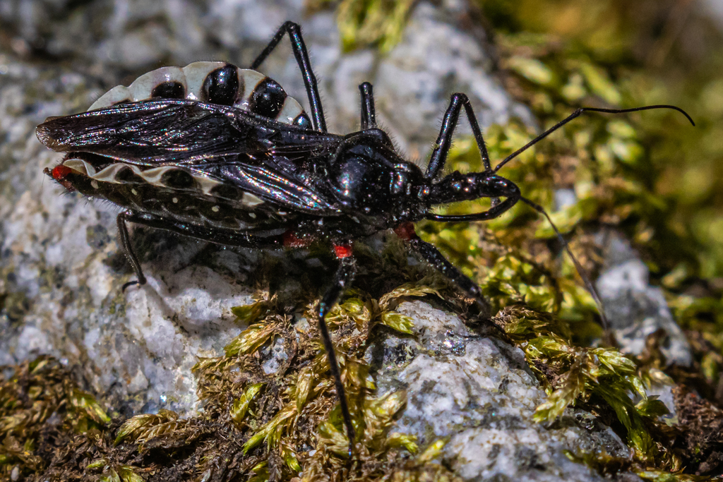 Japanese Assassin Bug from Fukuoka, Fukuoka, Japan on May 09, 2021 at ...