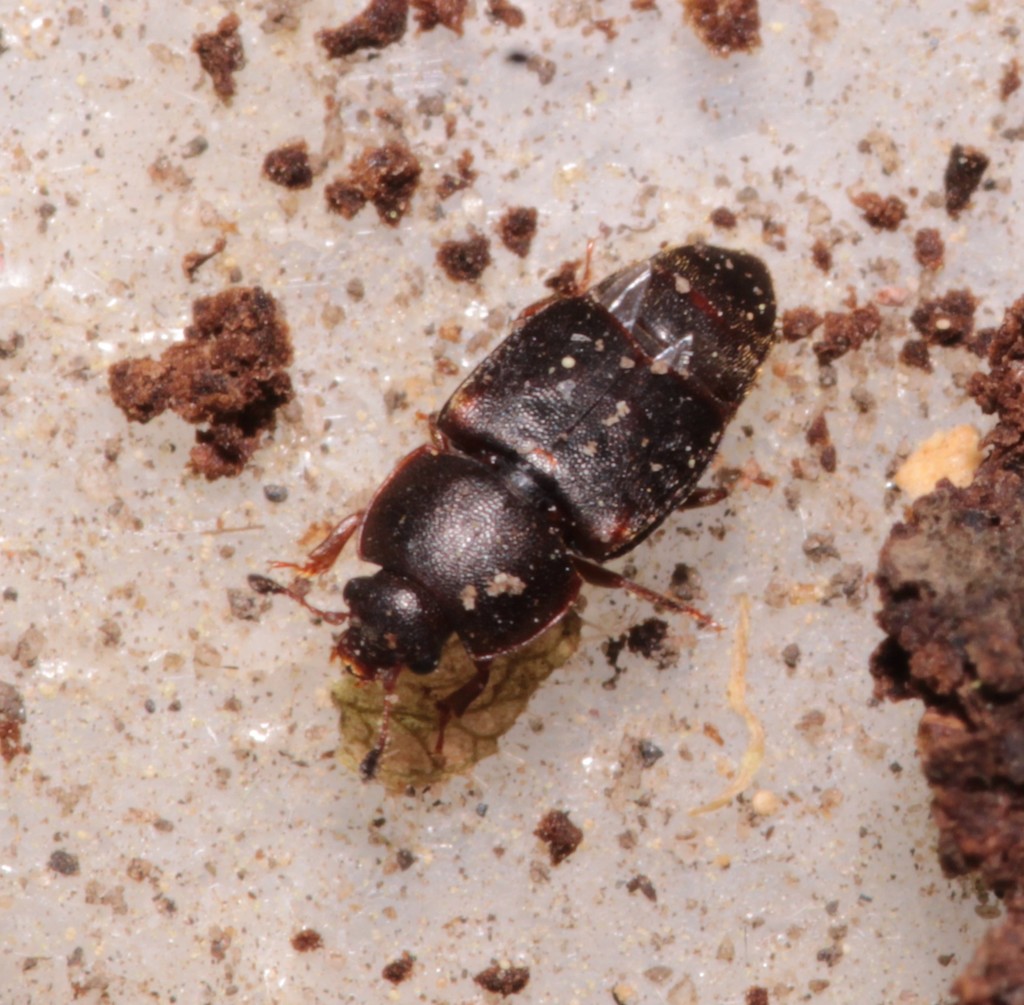 Urophorus humeralis from Perkáta kert on May 16, 2022 at 06:46 AM by ...