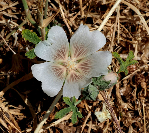 Alcea galilaea · iNaturalist Mexico